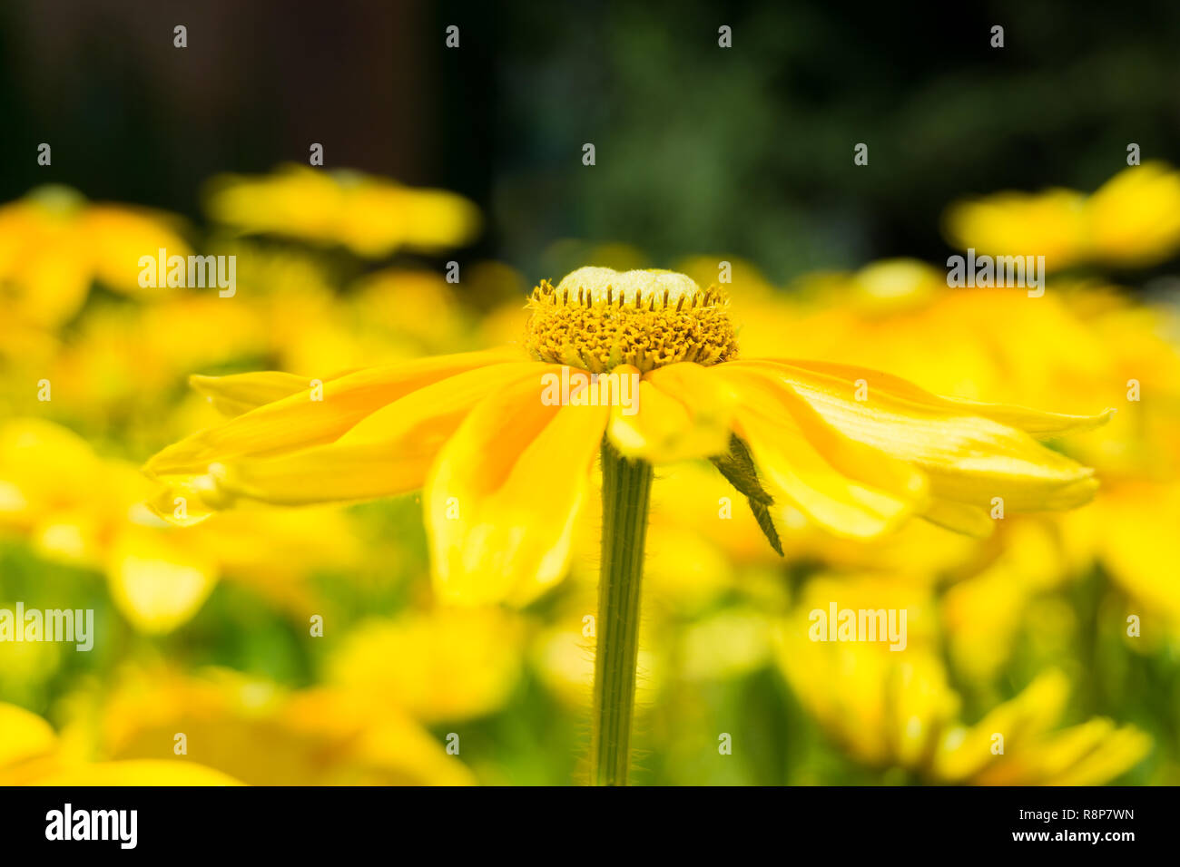 African bush daisy euryops chrysanthemoides hi-res stock photography ...