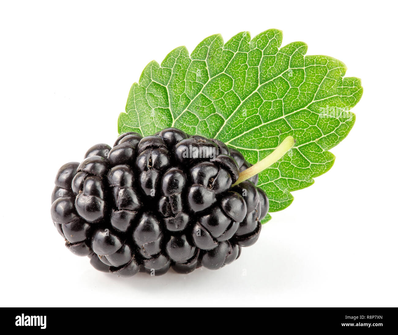 Single mulberry hi-res stock photography and images - Alamy