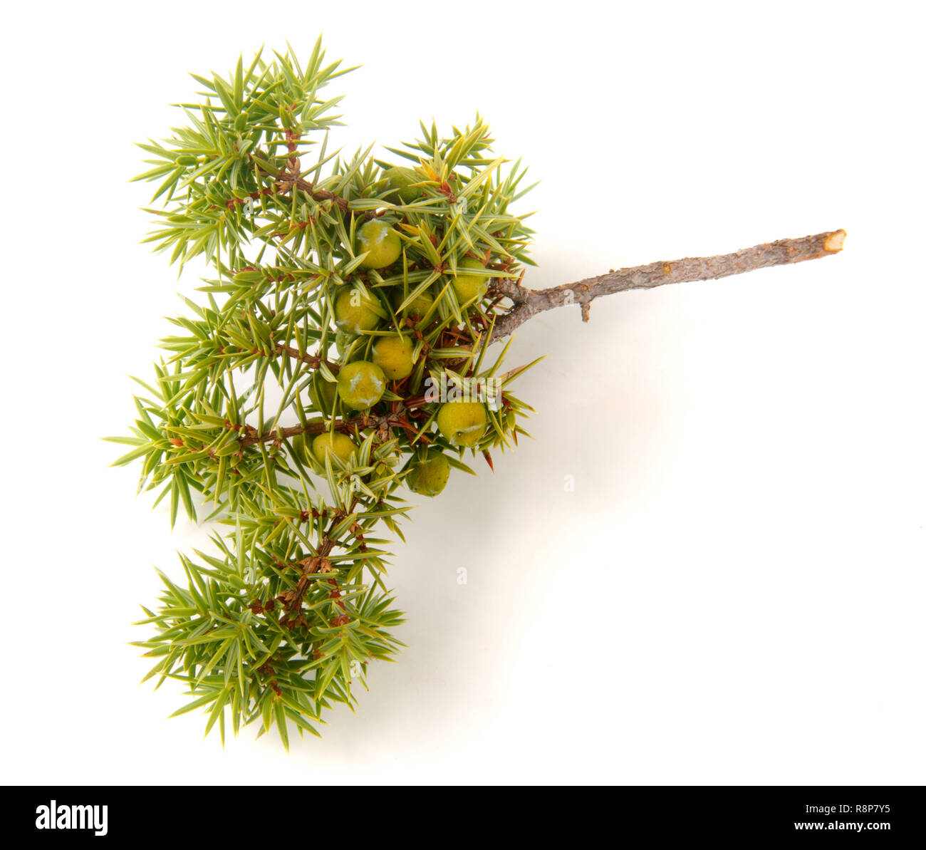 Blue green foliage fir Cut Out Stock Images & Pictures - Alamy