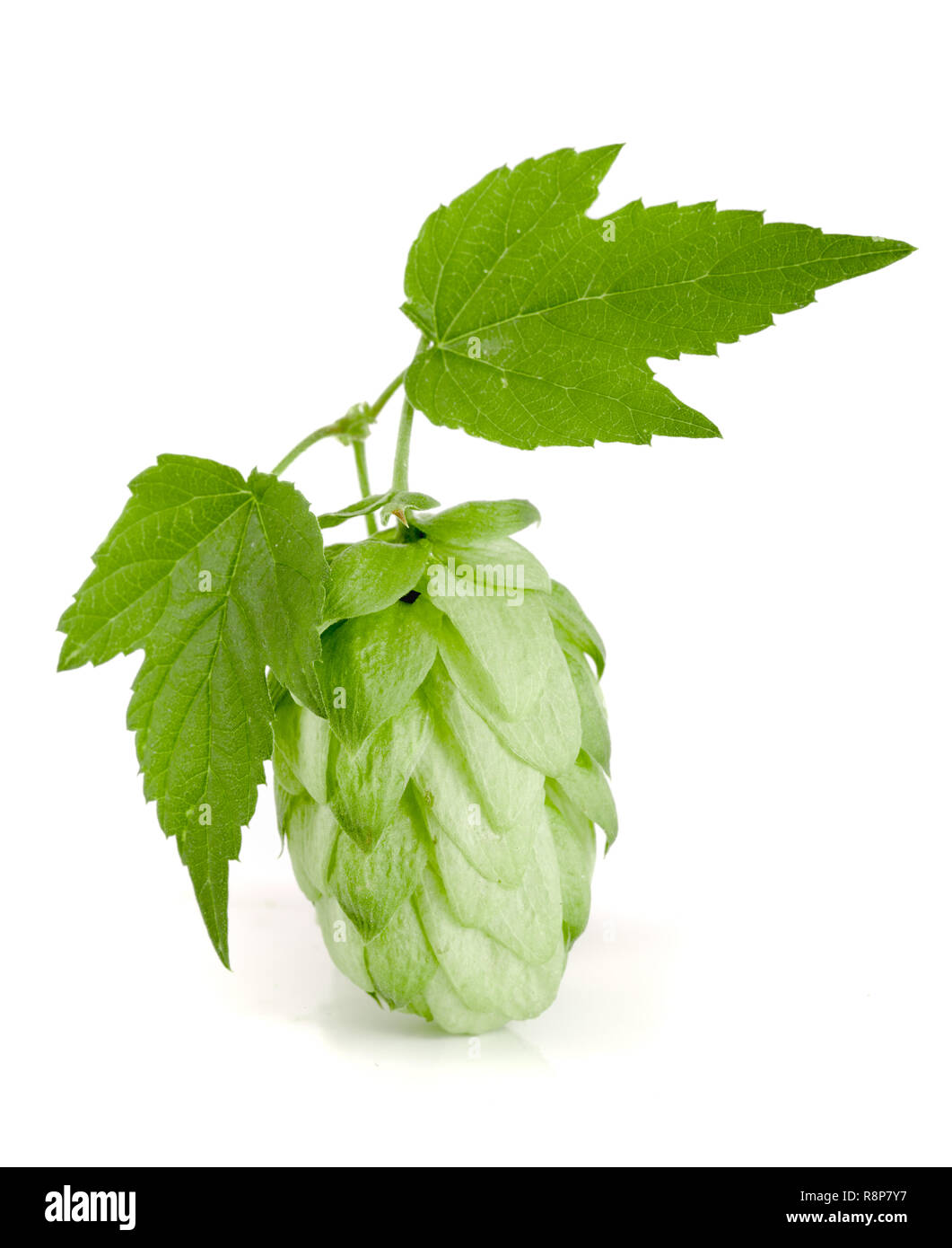 hop cone with leaf isolated on white background close-up Stock Photo ...