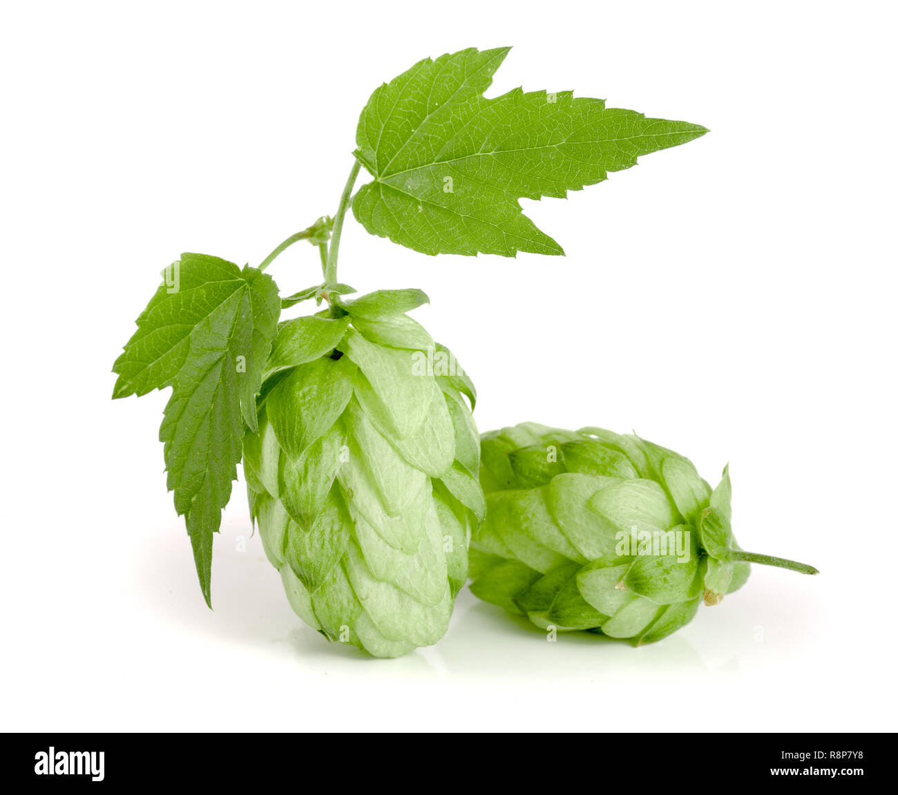 hop cone with leaf isolated on white background close-up Stock Photo ...