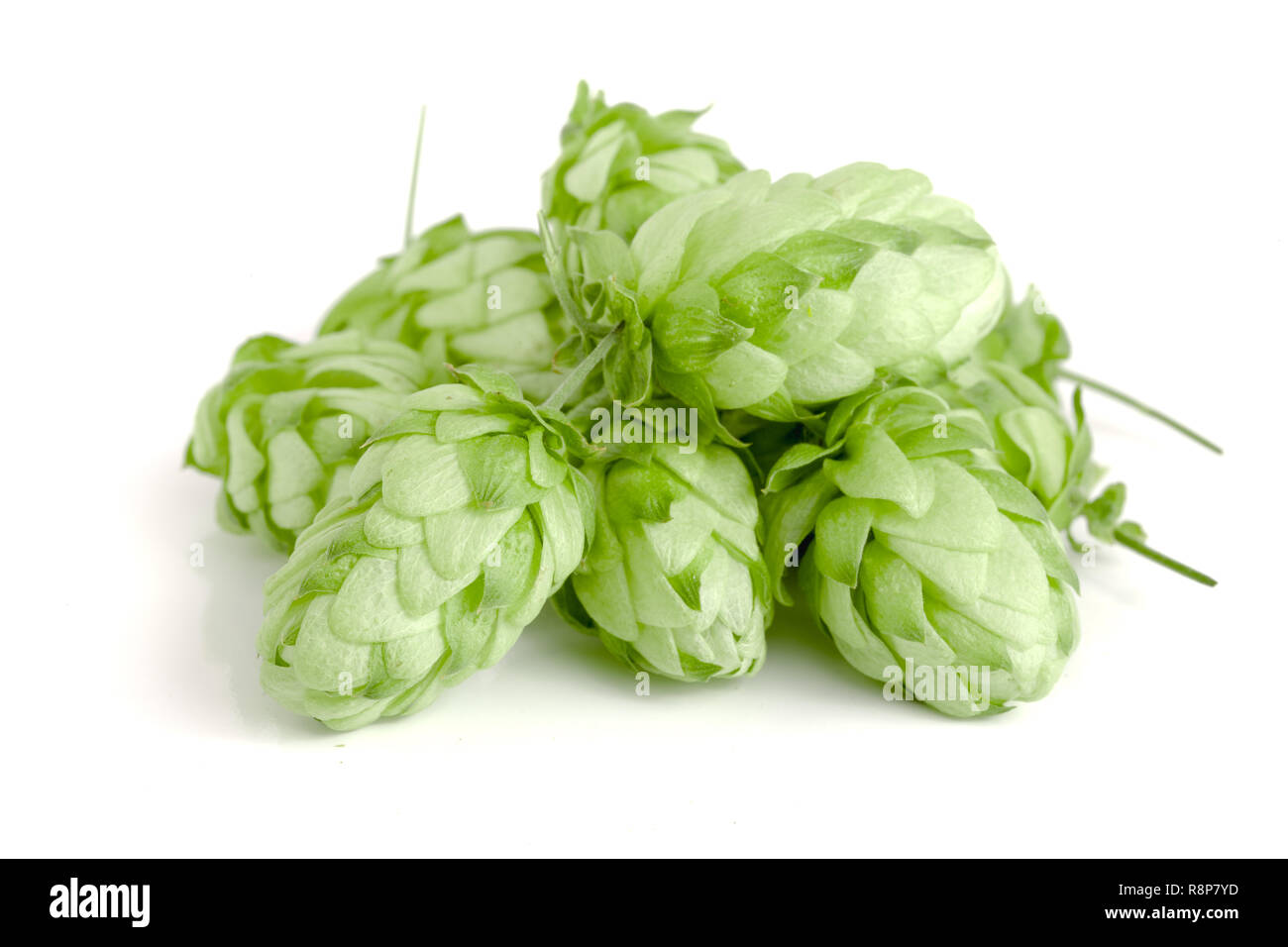 hop cones isolated on white background close-up Stock Photo - Alamy