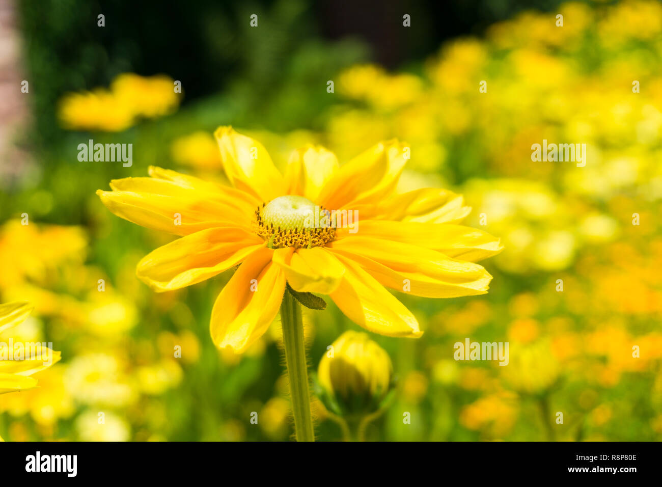 African bush daisy euryops chrysanthemoides hi-res stock photography ...