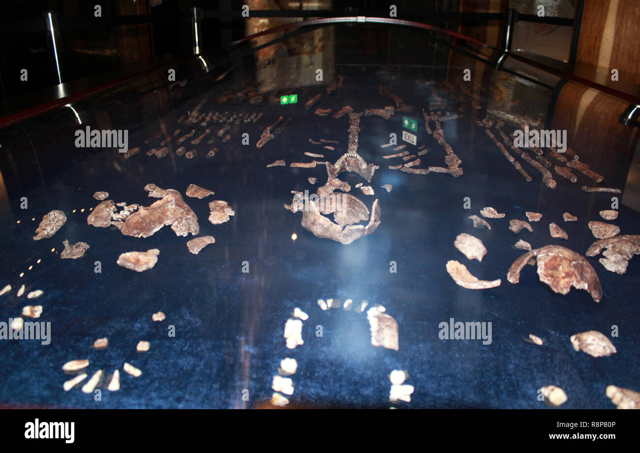 Human evolution fossil Stock Photo - Alamy