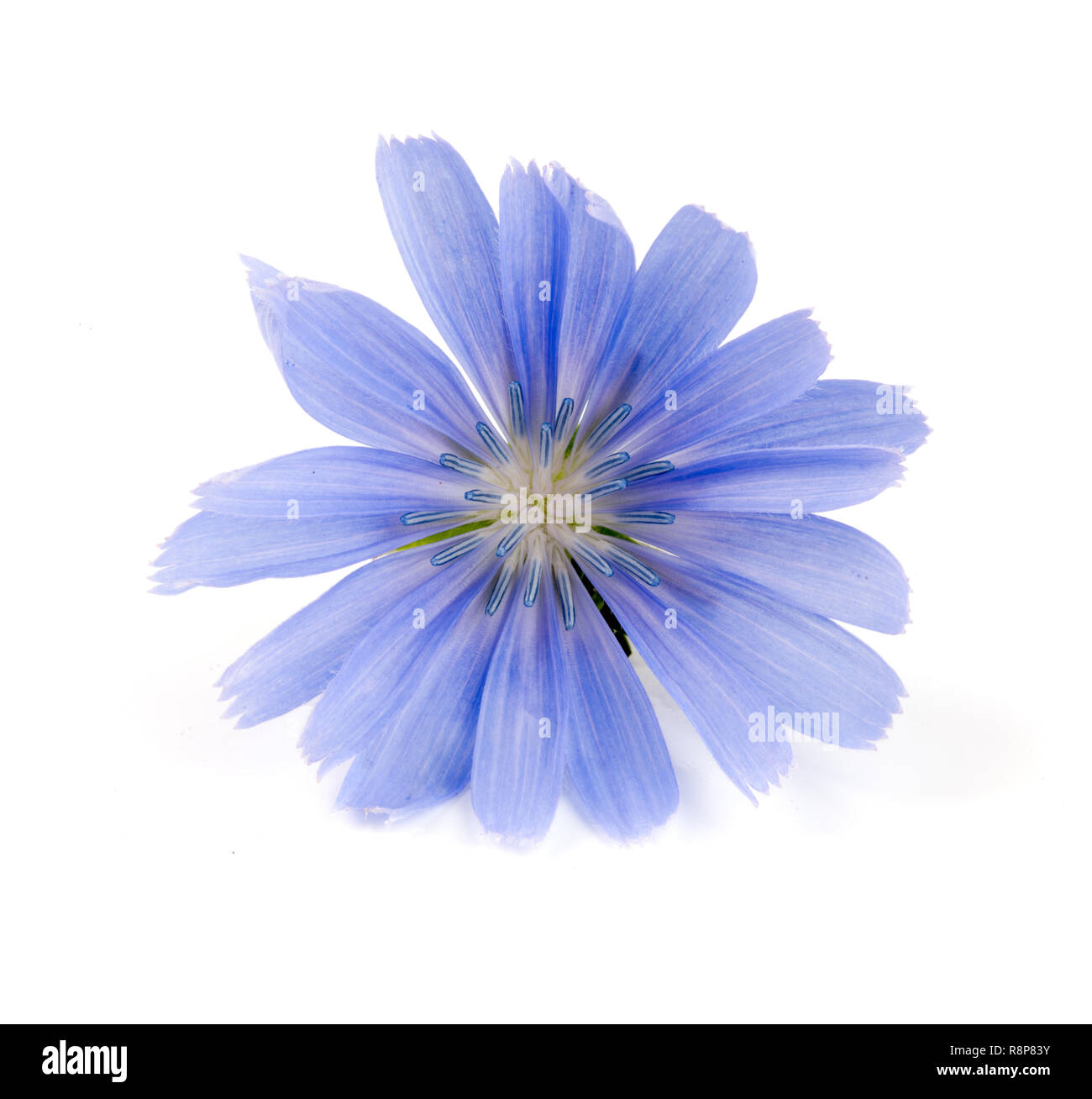Chicory plant Cut Out Stock Images & Pictures - Alamy