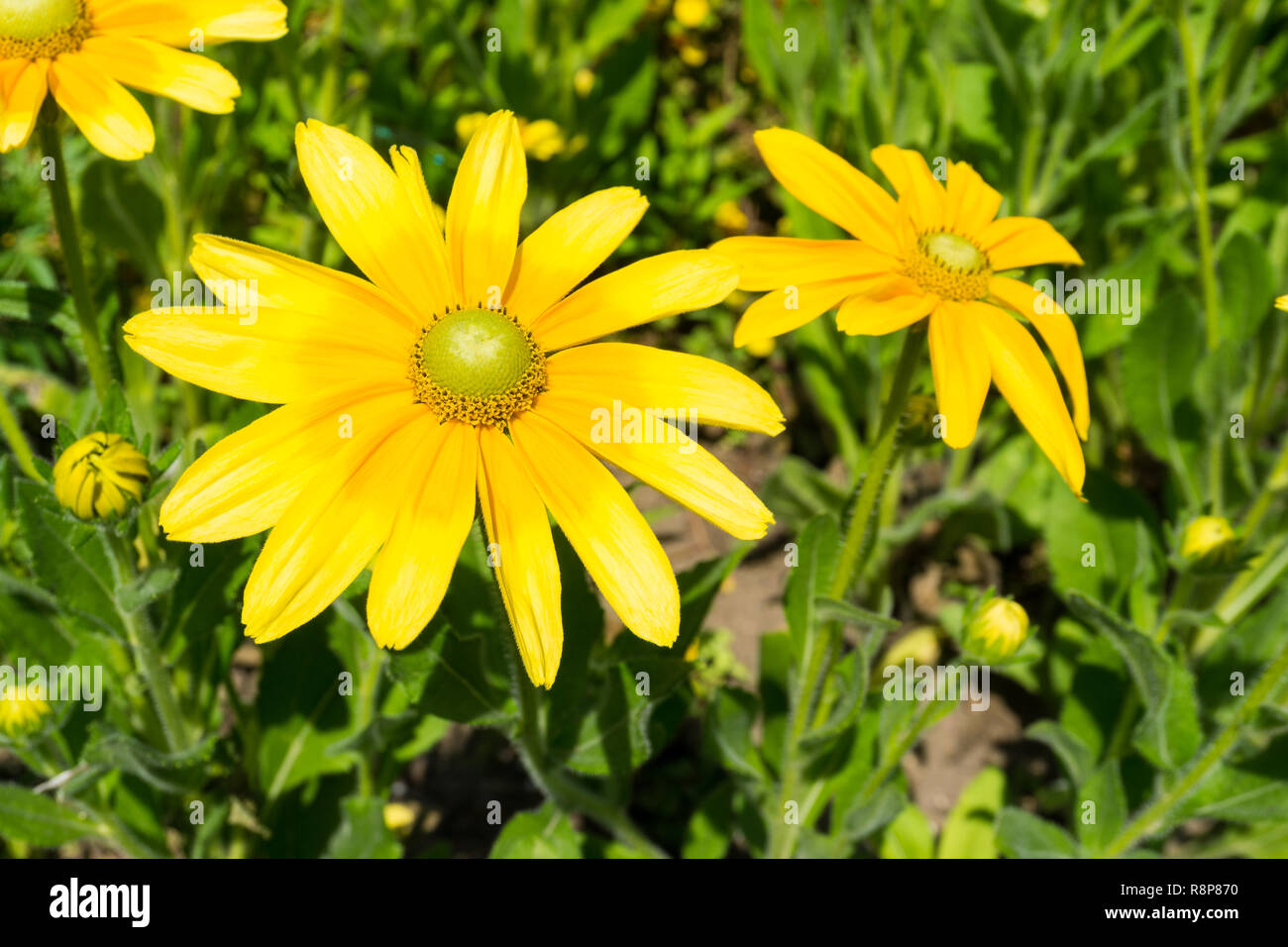 African bush daisy euryops chrysanthemoides hi-res stock photography ...