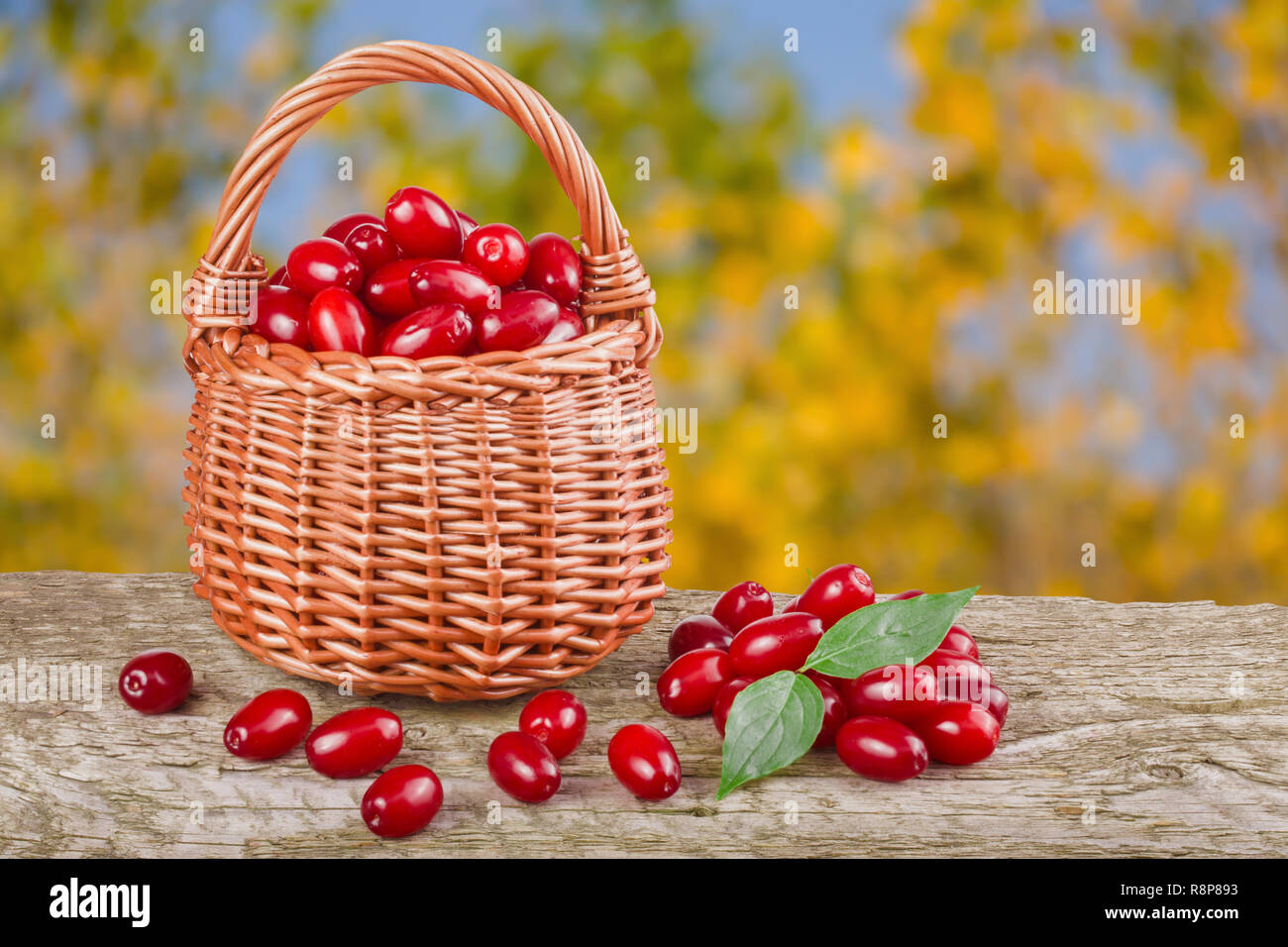 dogwood berry with leaf in wicker basket on wooden table with a blurry ...