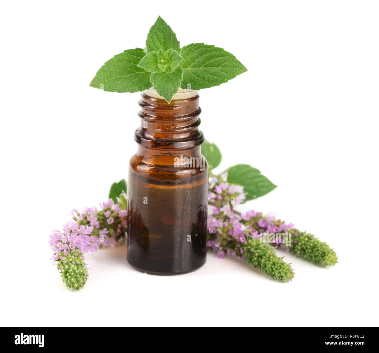 bottle of peppermint oil and fresh mint isolated on white background ...