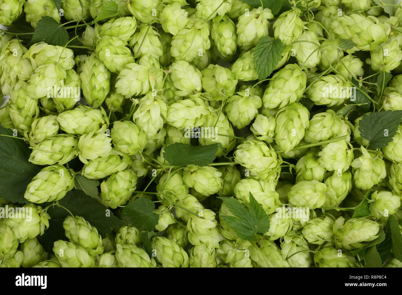 hop cones with leaf as a background close-up. Top view Stock Photo - Alamy