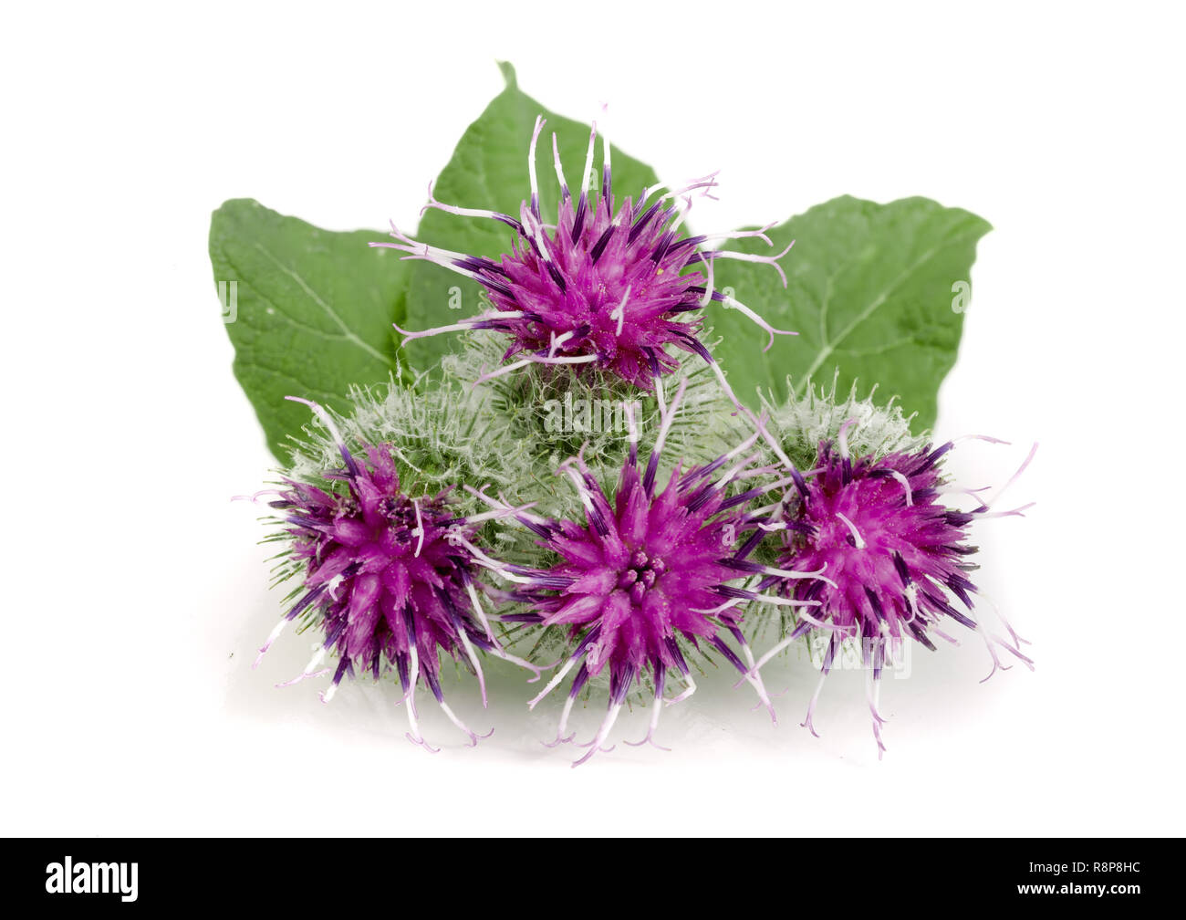 Burdock flower isolated on white background. Medicinal plant: Arctium ...