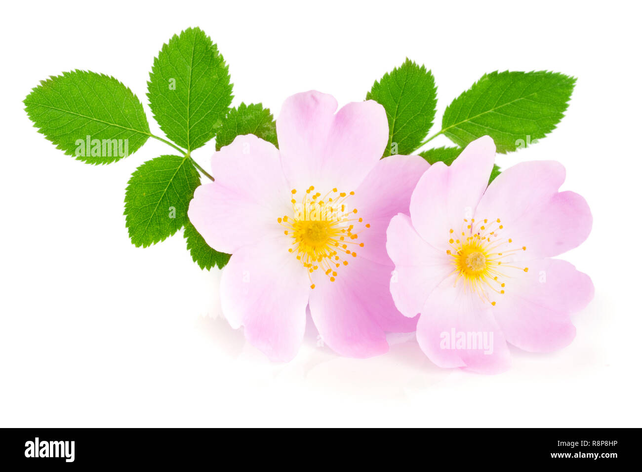 Rosehip flowers with leaf isolated on white background Stock Photo - Alamy