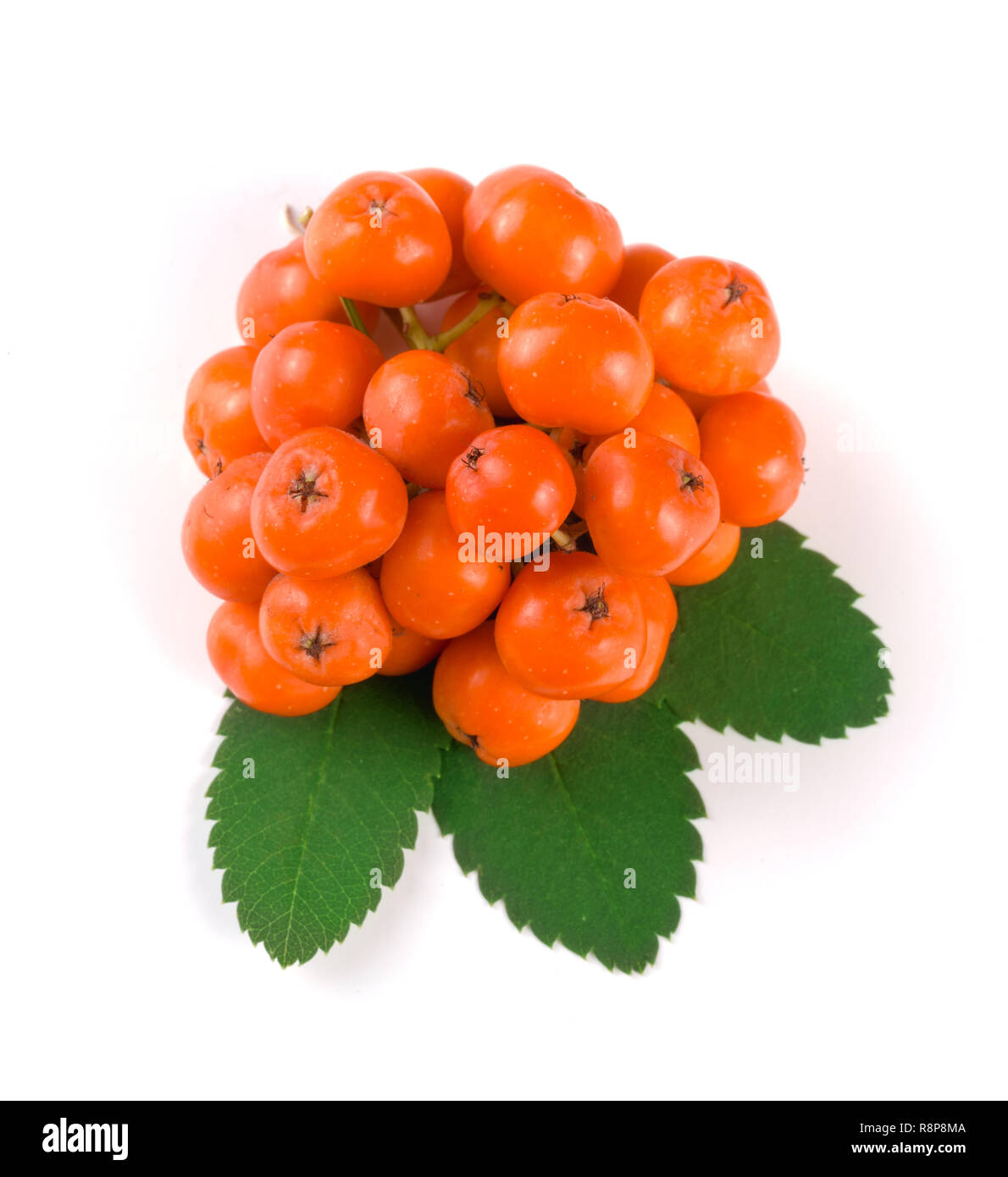 Orange rowan with leaf isolated on white background. Top view Stock ...