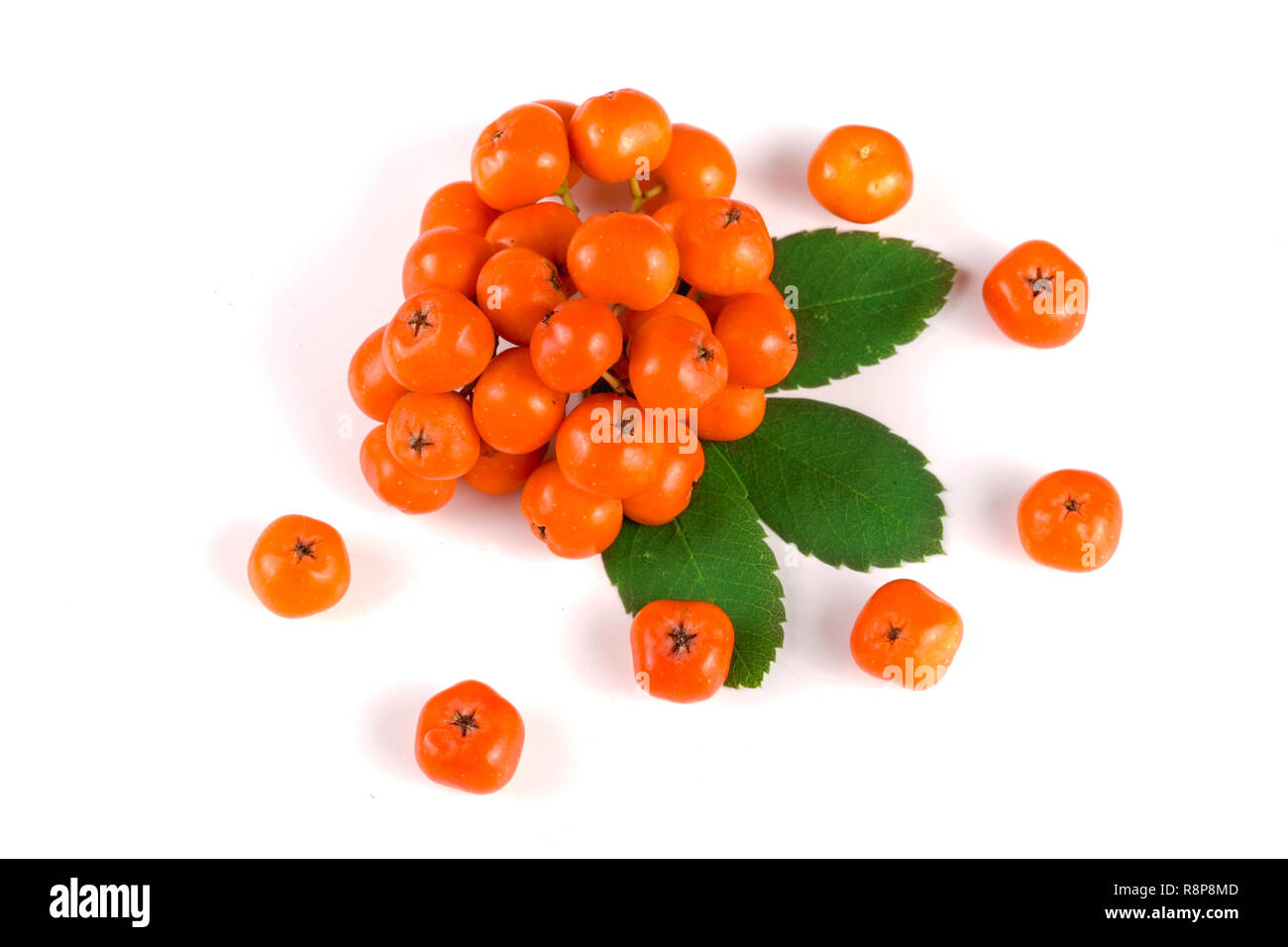 Closeup view rowan tree Cut Out Stock Images & Pictures - Alamy