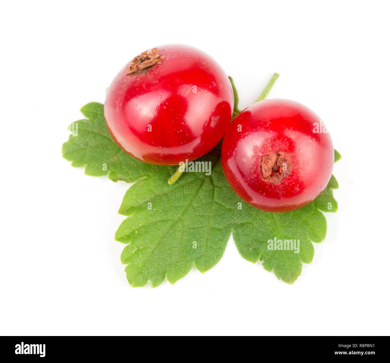 Red currant berry with leaf isolated on white background macro. Top ...