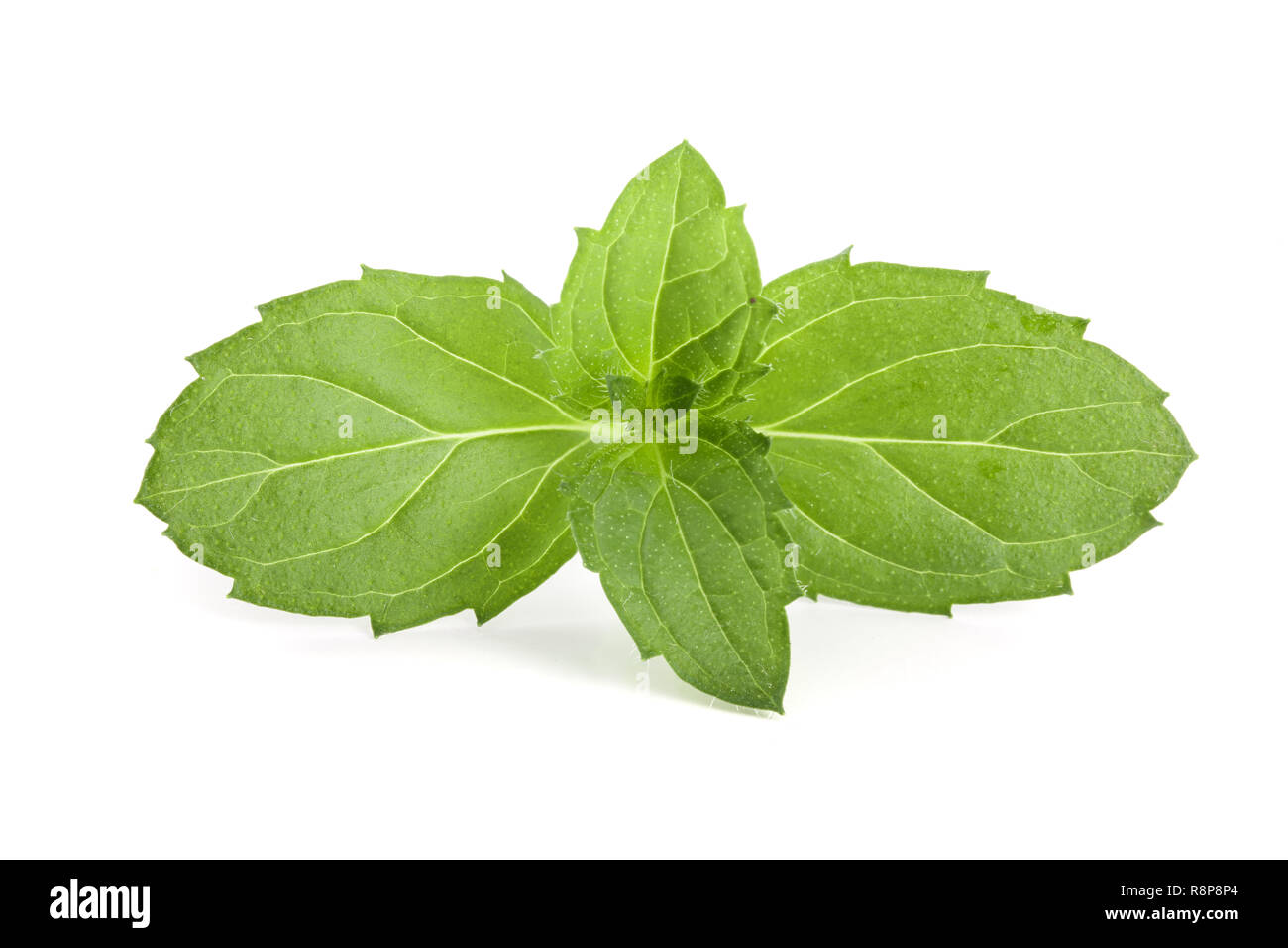 Fresh mint leaf isolated on white background Stock Photo - Alamy