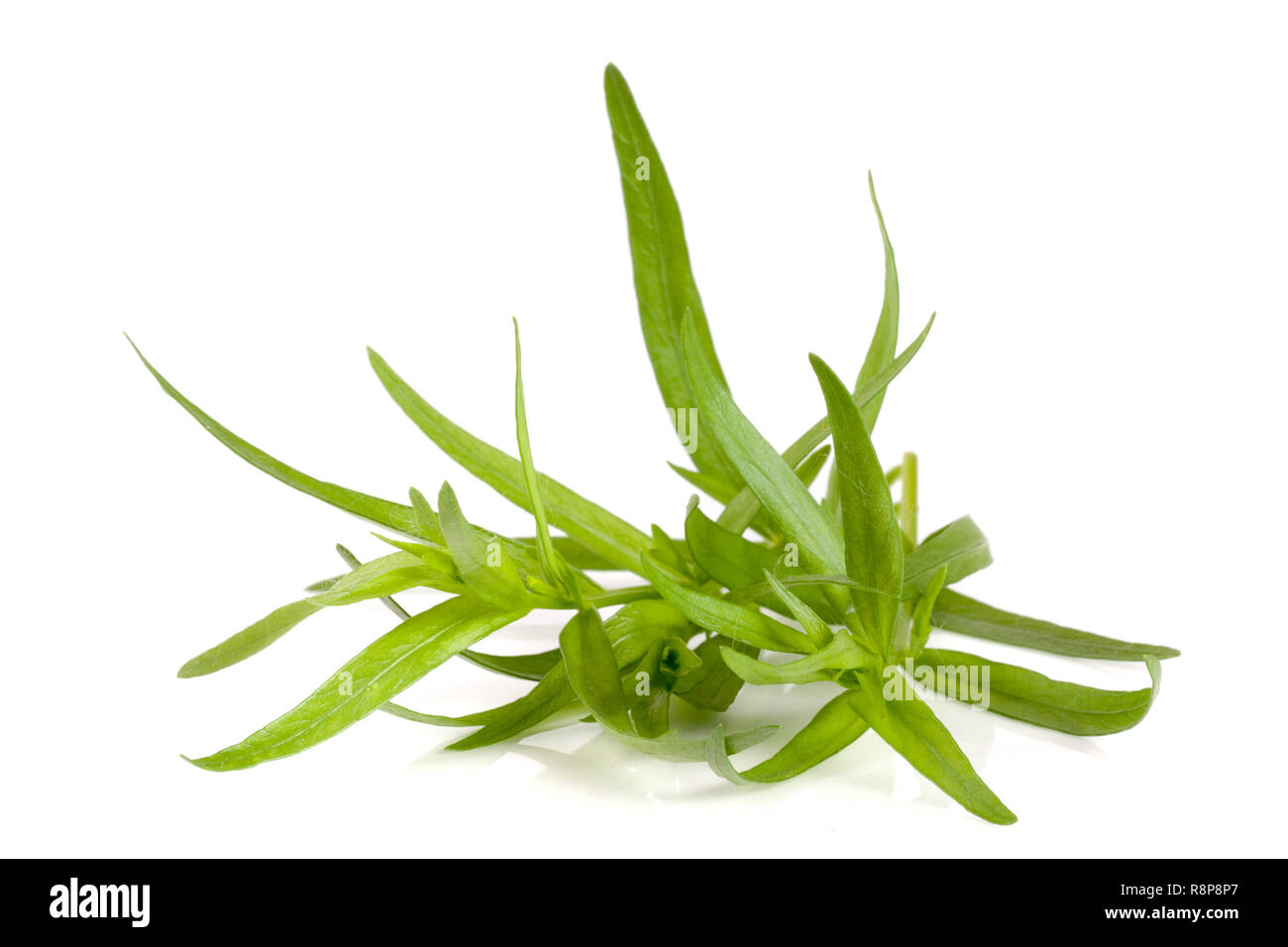Sprig of tarragon isolated on a white background. Artemisia dracunculus ...