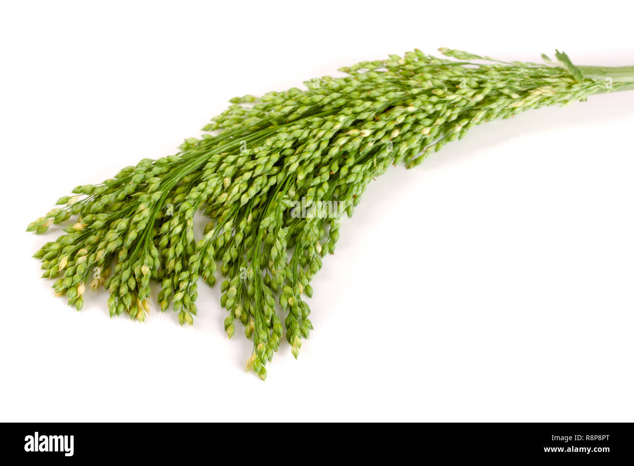 Millet seed hi-res stock photography and images - Alamy