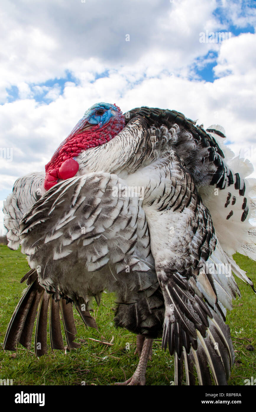 Green turkey tail hi-res stock photography and images - Alamy