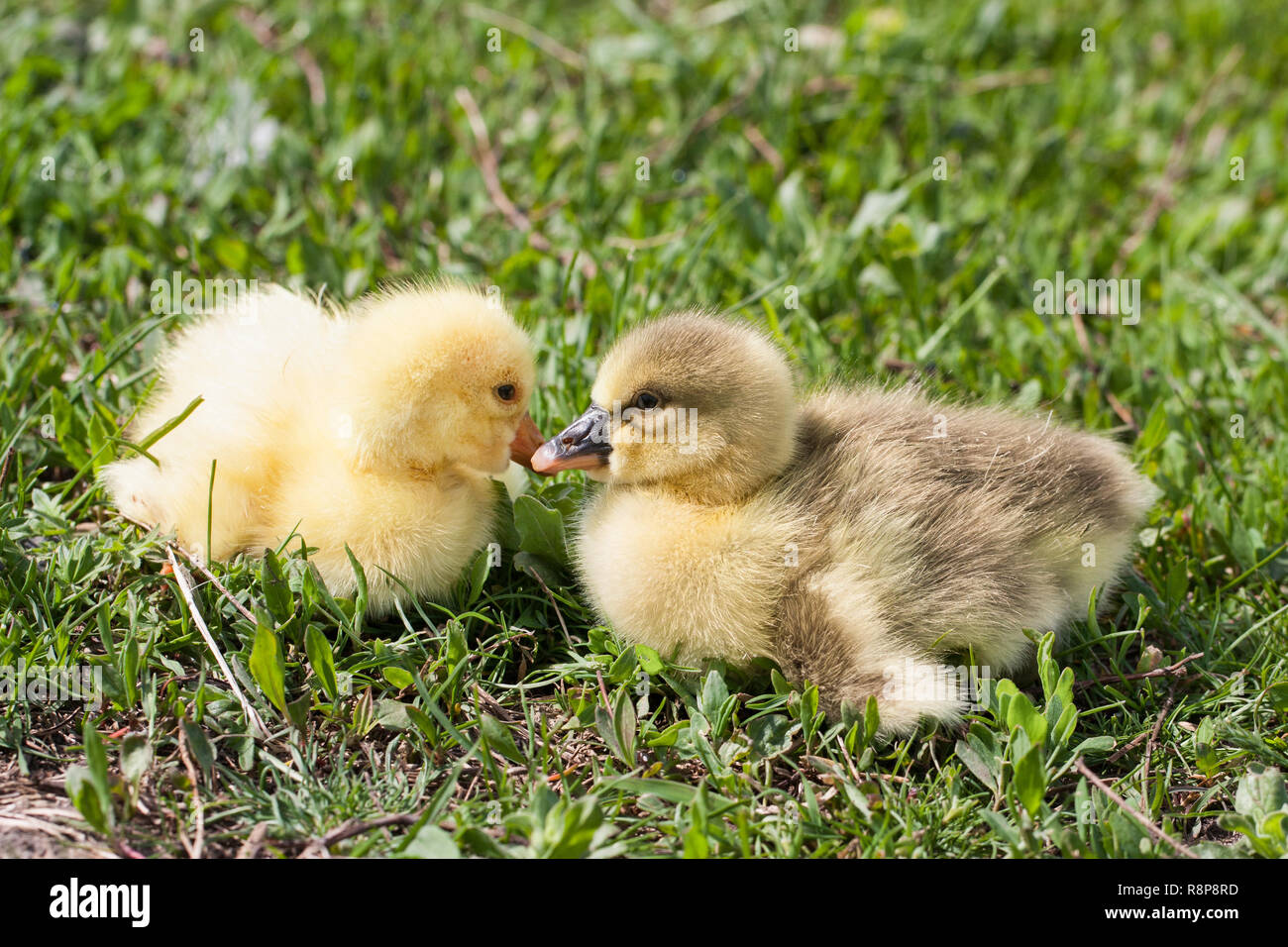 Two little domestic gosling in green grass Stock Photo - Alamy