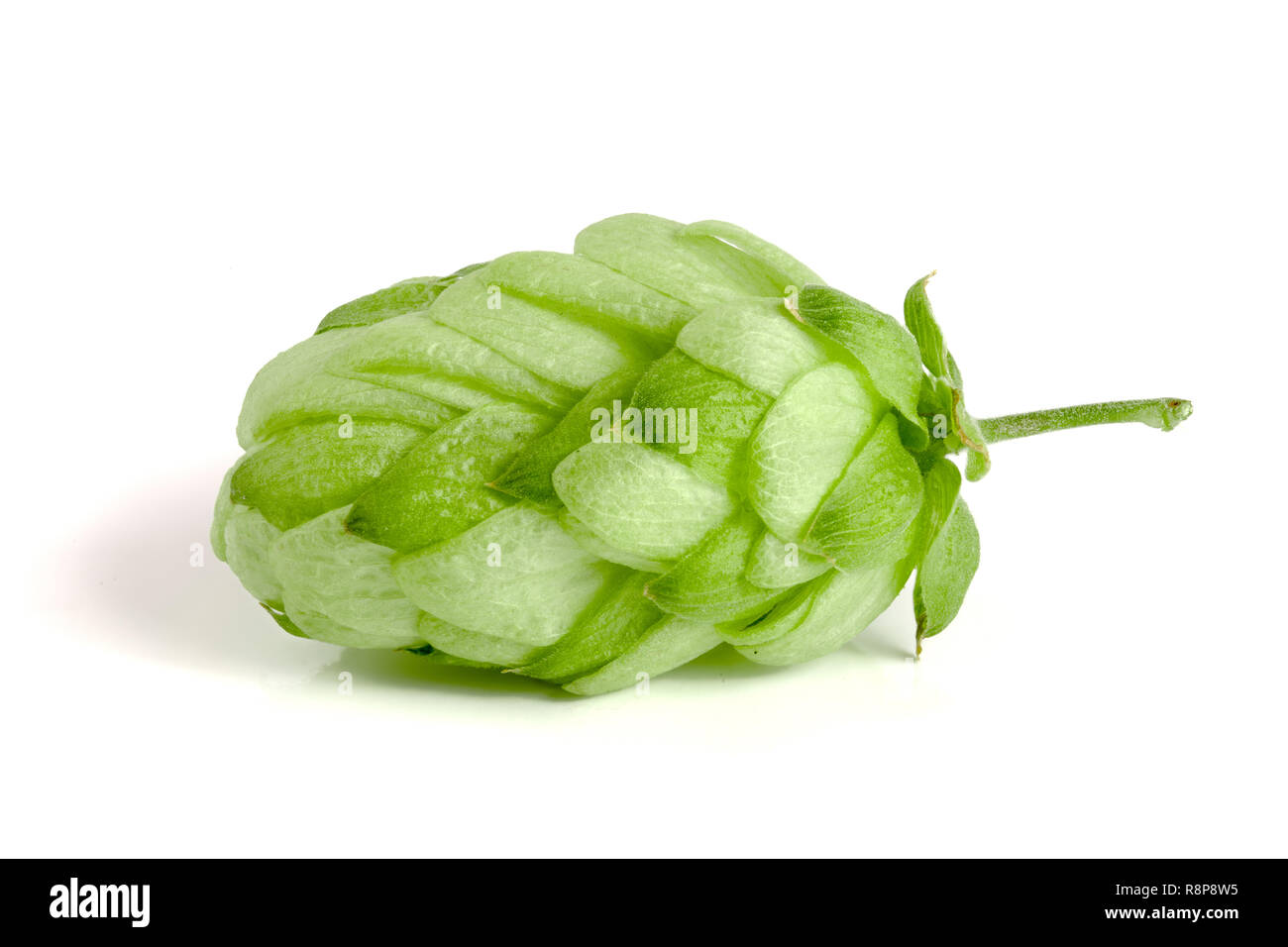 Hop cone hi-res stock photography and images - Alamy