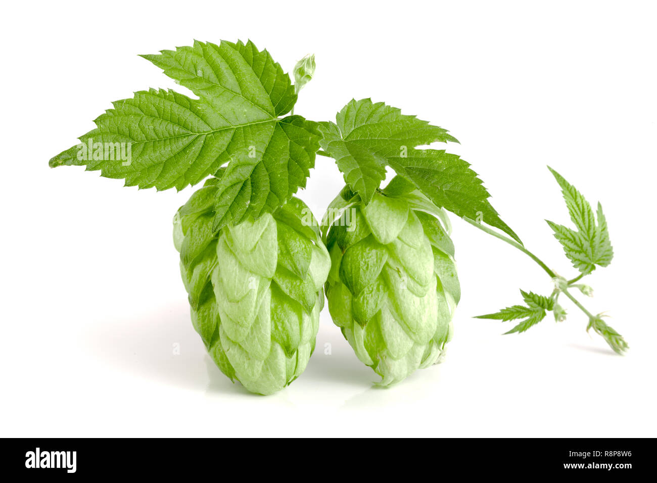 hop cone with leaf isolated on white background close-up Stock Photo ...