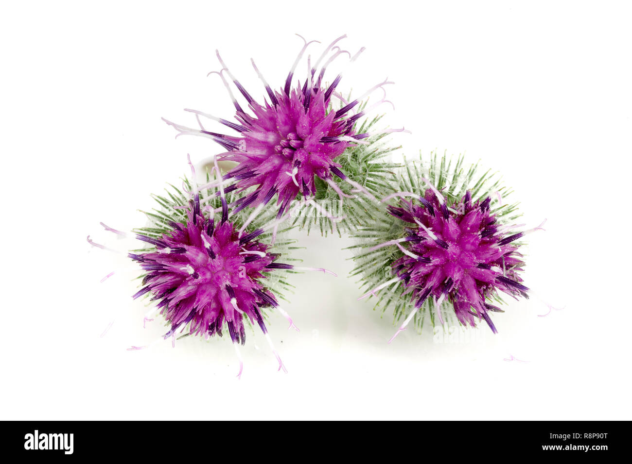 Burdock flower isolated on white background. Medicinal plant: Arctium ...