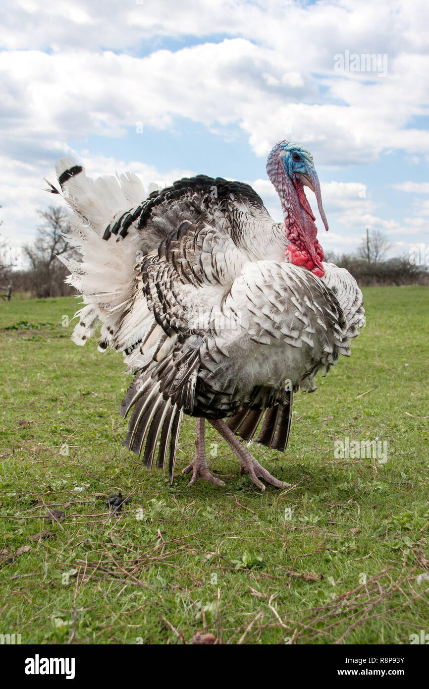 Green turkey tail hi-res stock photography and images - Alamy