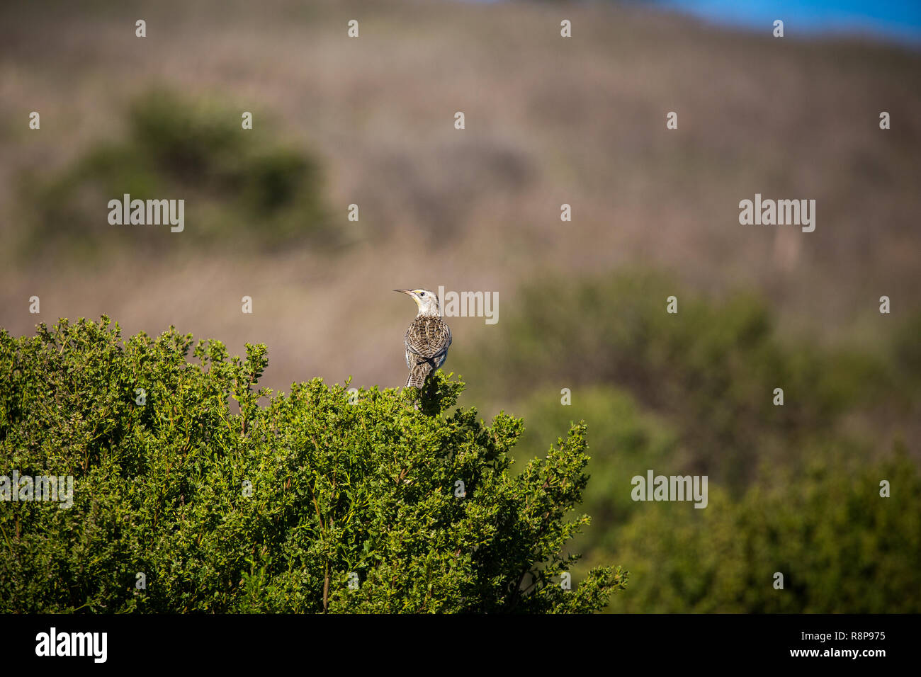 Western meadowlark california hi-res stock photography and images - Alamy