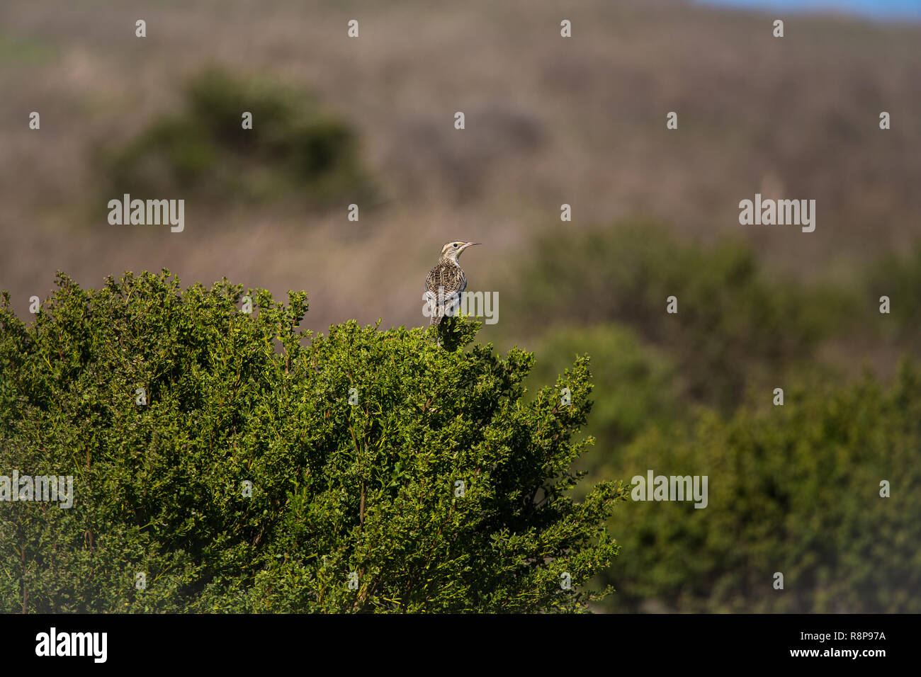 Western meadowlark california hi-res stock photography and images - Alamy