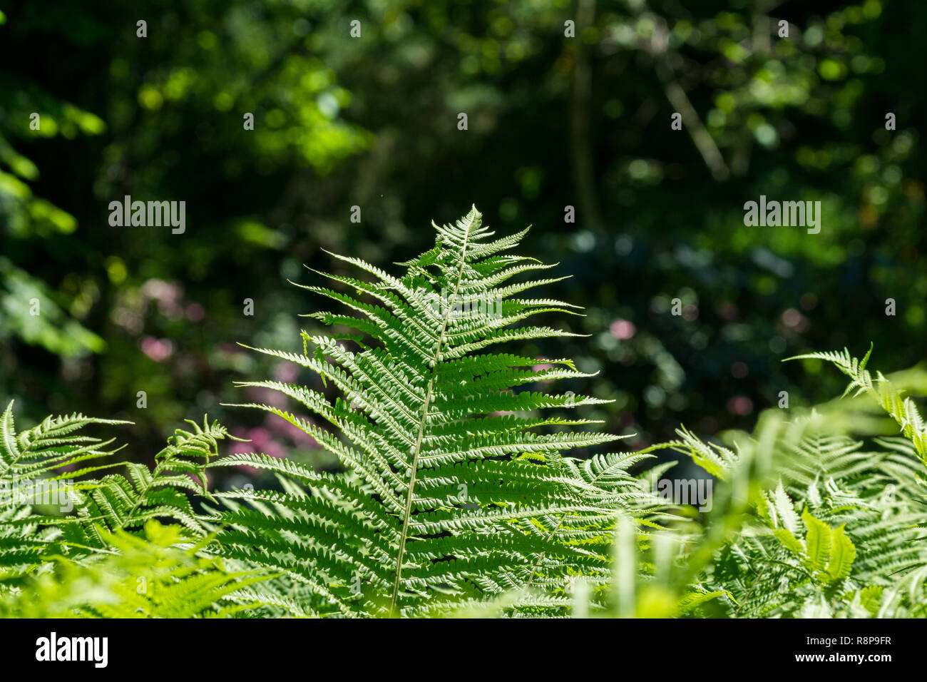 Sunlight on a fern hi-res stock photography and images - Alamy