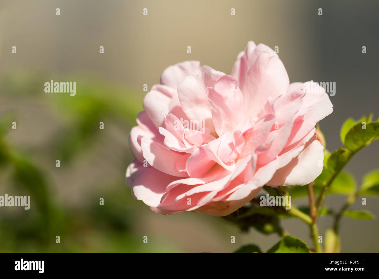 Beautiful fresh pink rose morning hi-res stock photography and images ...