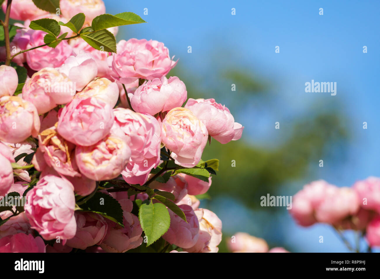 Beautiful bright pink roses hi-res stock photography and images - Alamy