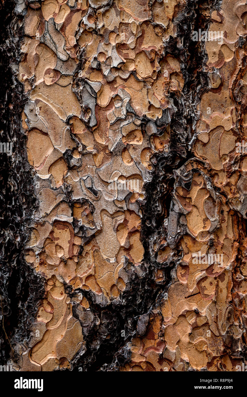 Tree bark from a Ponderosa Pine tree in nature Stock Photo - Alamy