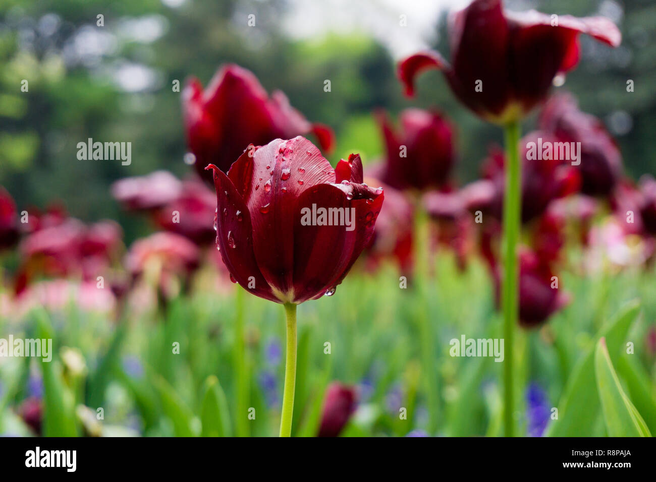 Rainy flower field hi-res stock photography and images - Alamy