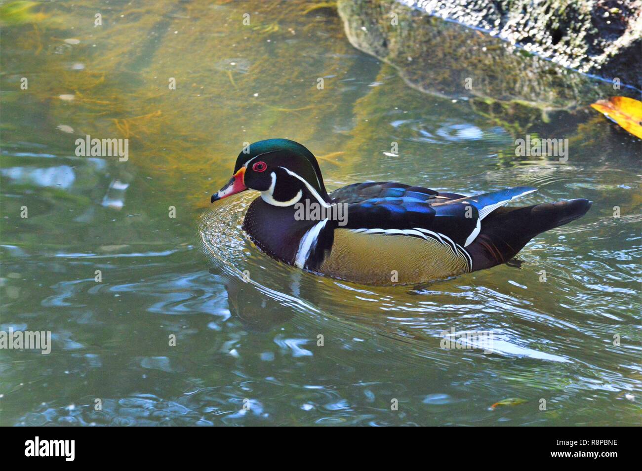 Duck on the pond Stock Photo - Alamy