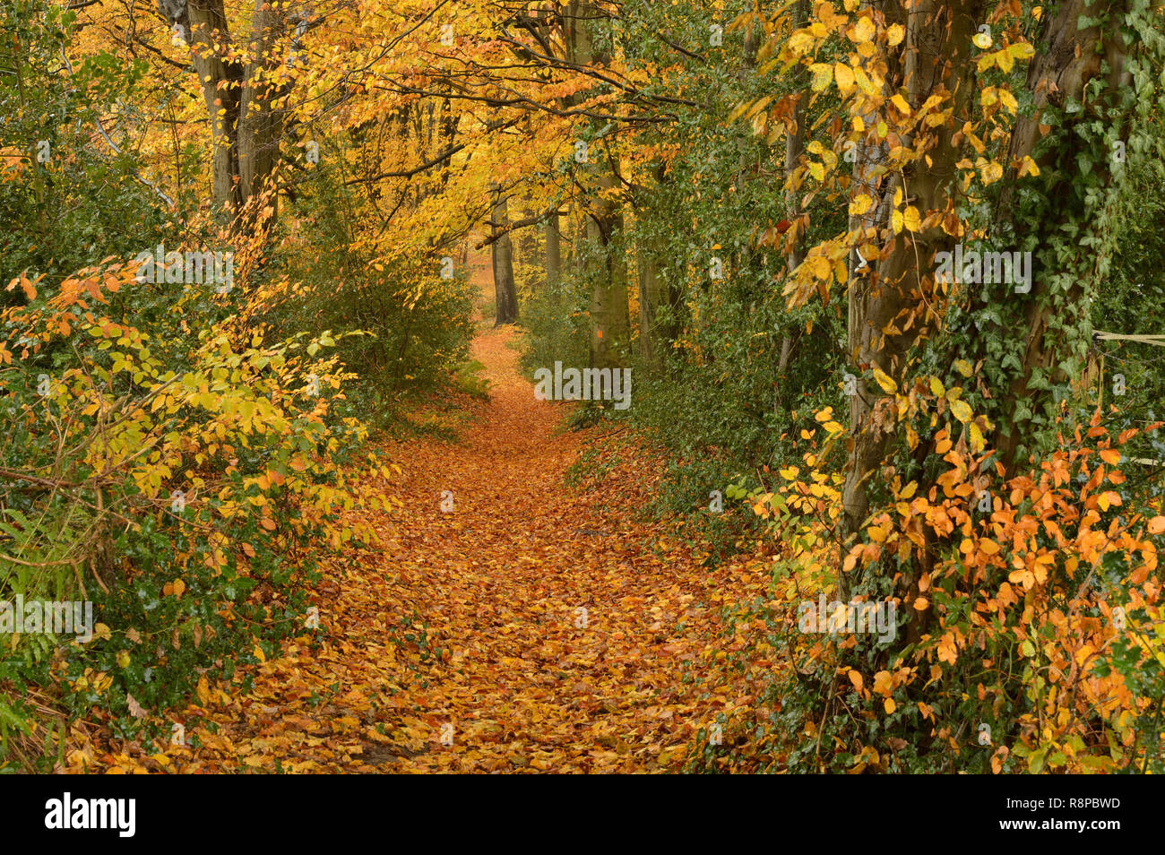 Autumn forest path in the rain Stock Photo - Alamy