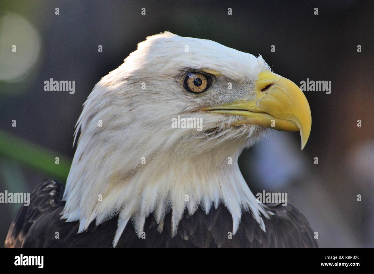 Bald eagle head shot alaska hi-res stock photography and images - Alamy