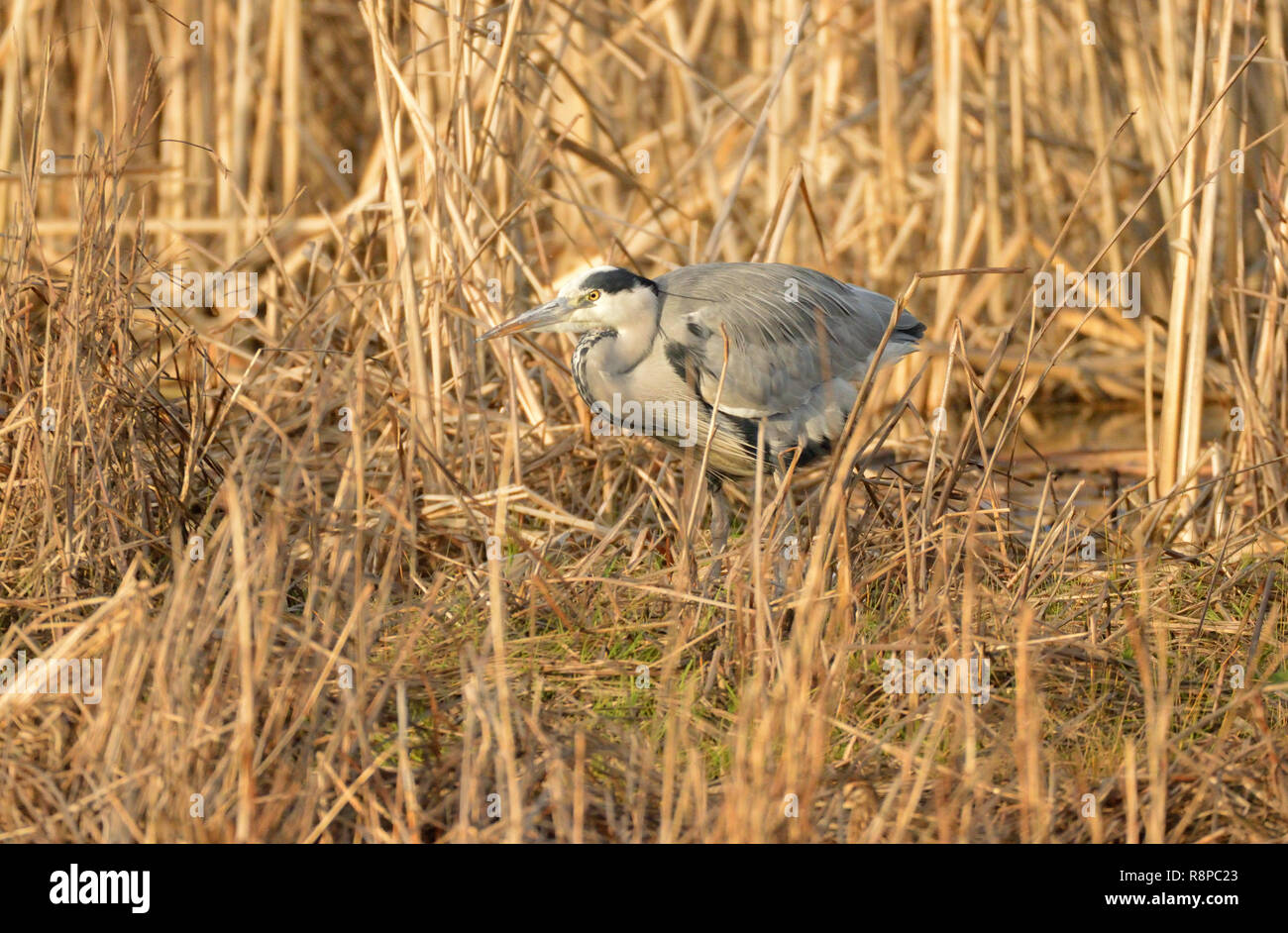 Grey heron reeds hi-res stock photography and images - Alamy