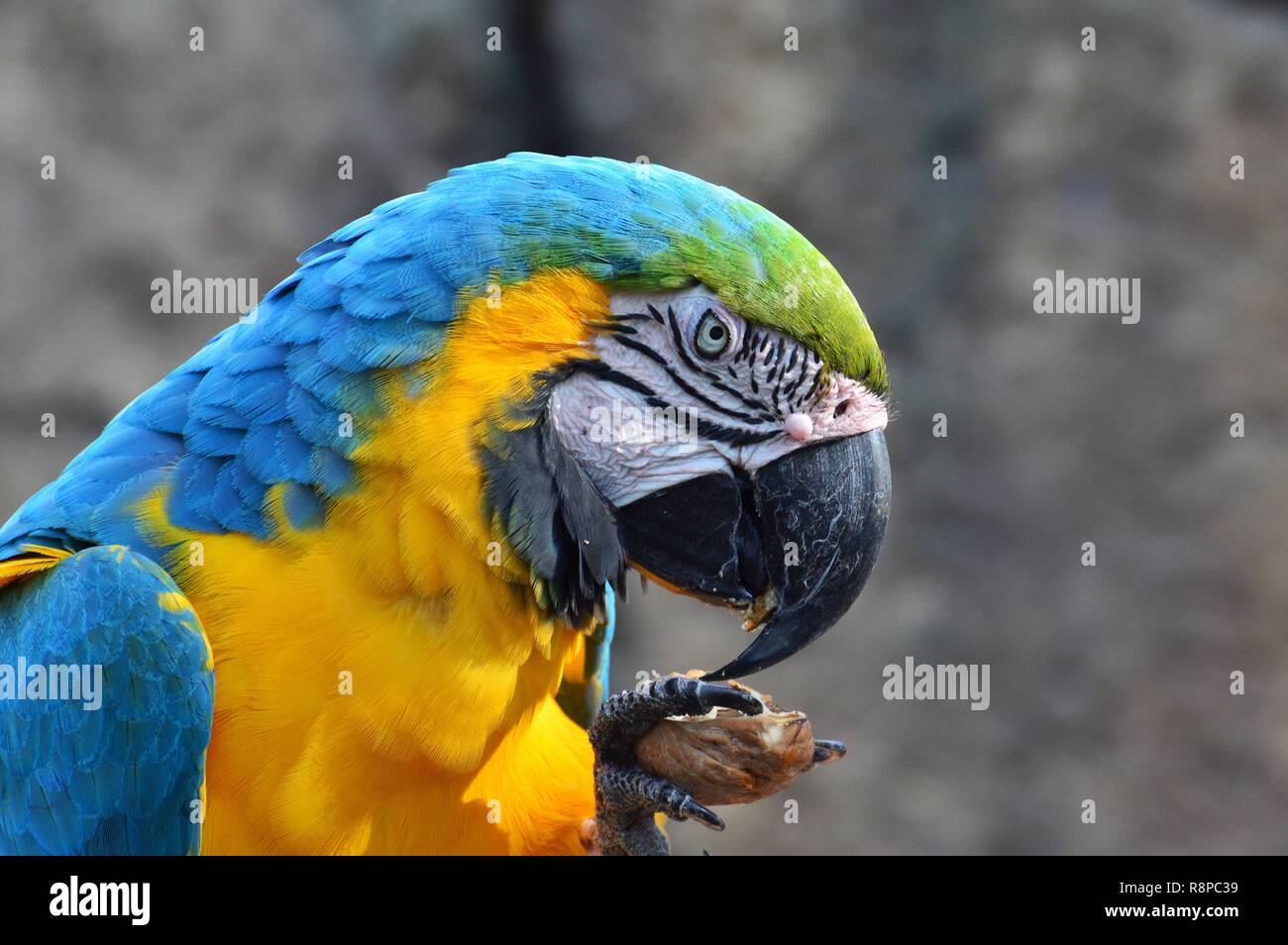 Parrot Rio High Resolution Stock Photography and Images - Alamy