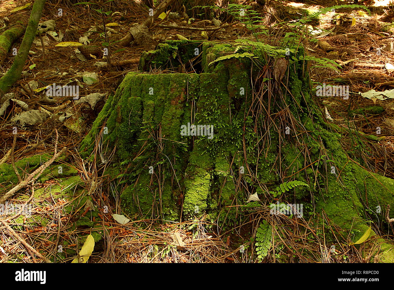 Moss covered tree stump in forest Stock Photo - Alamy