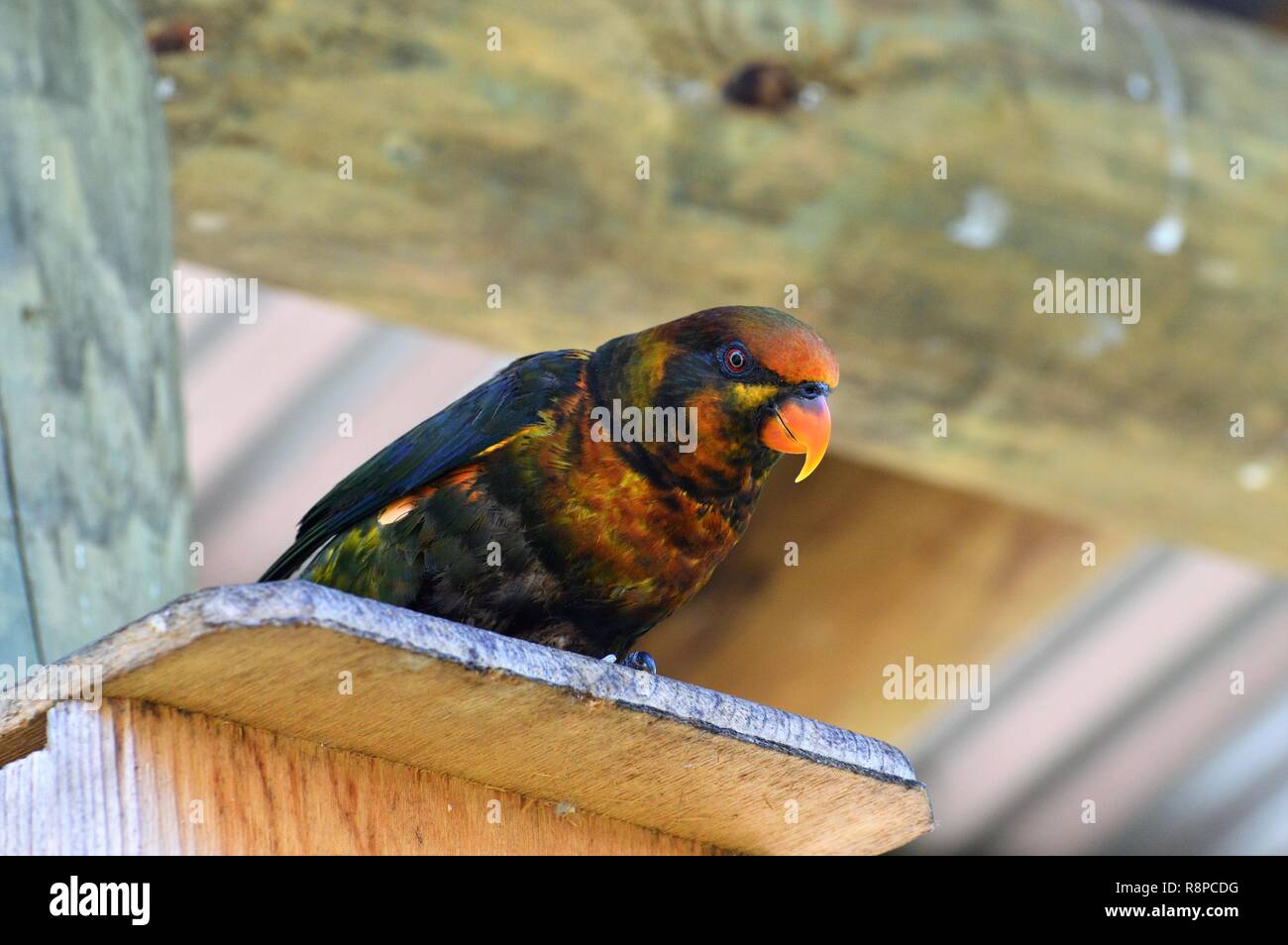 Parrokeet hi-res stock photography and images - Alamy