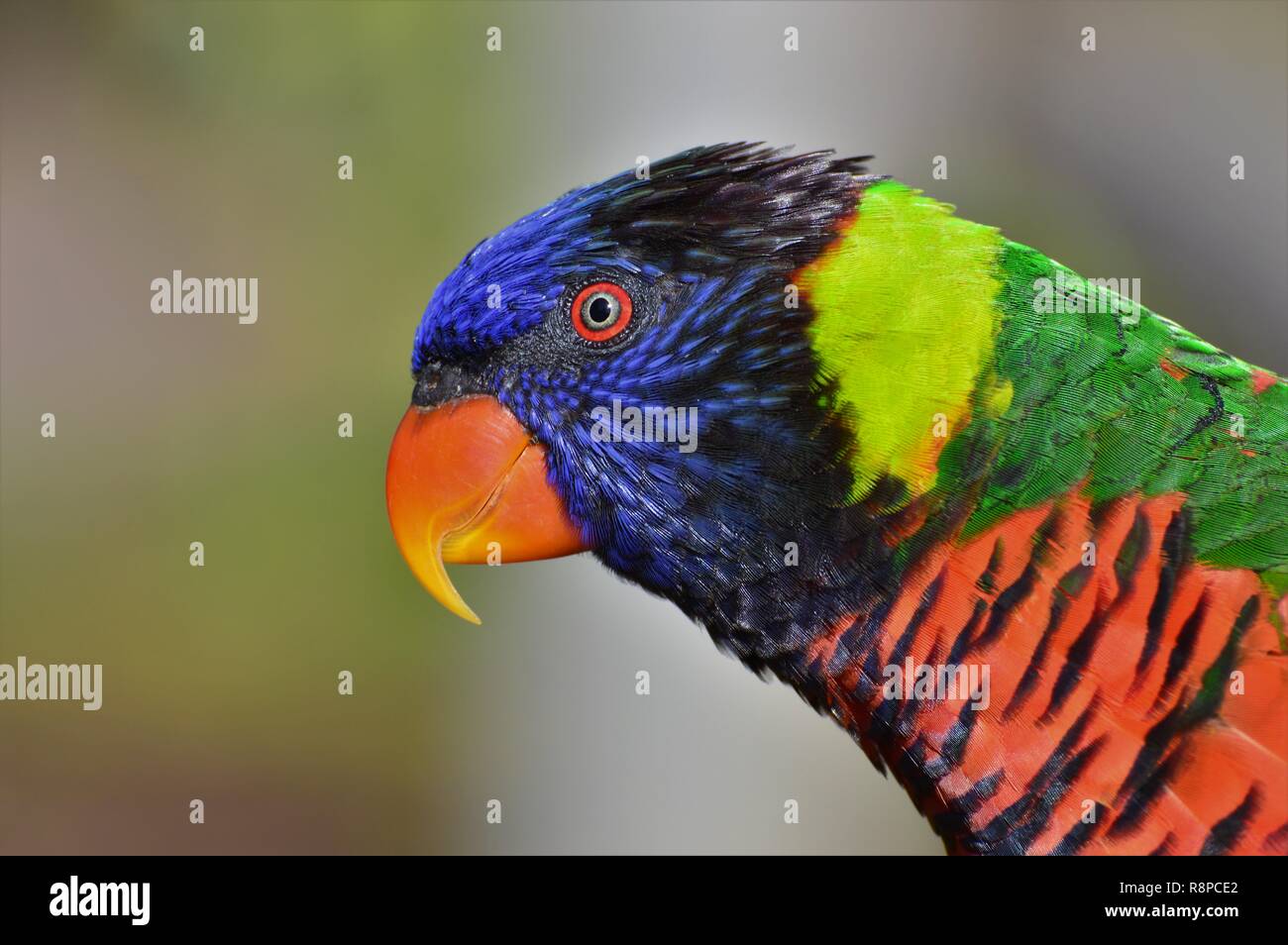 Parrot sanctuary hi-res stock photography and images - Alamy