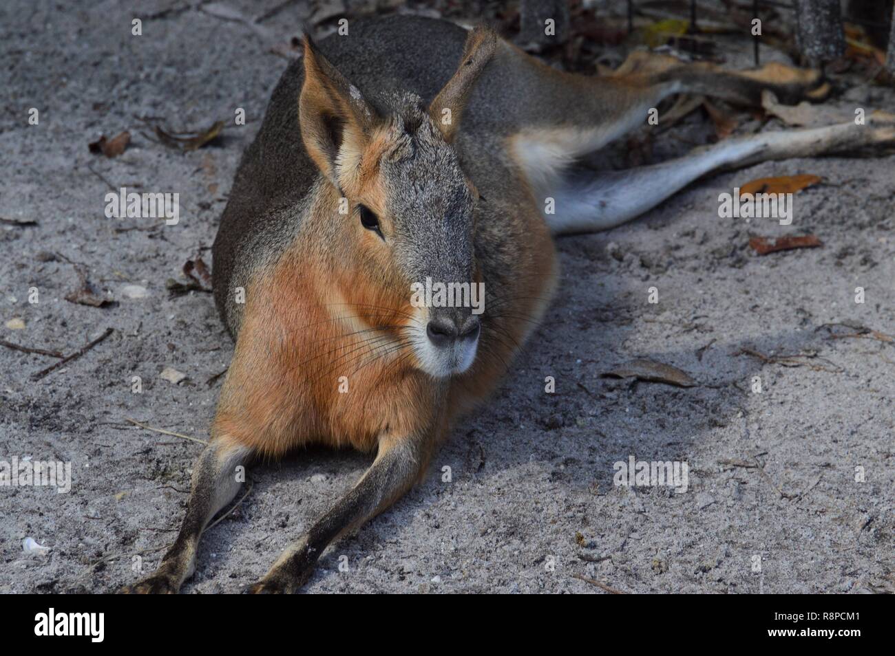 The palm beach zoo florida hi-res stock photography and images - Alamy