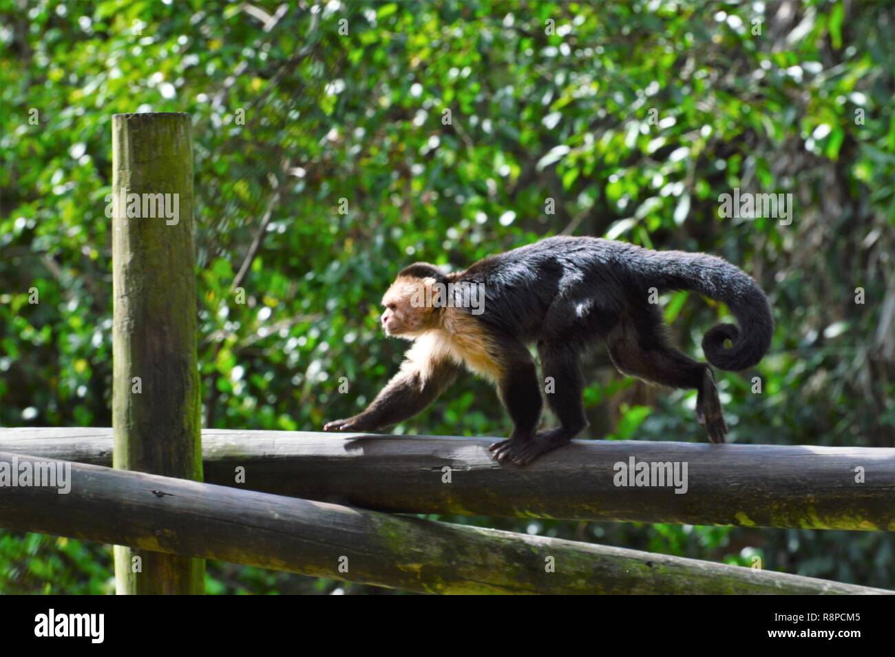 Monkey climbing hi-res stock photography and images - Alamy