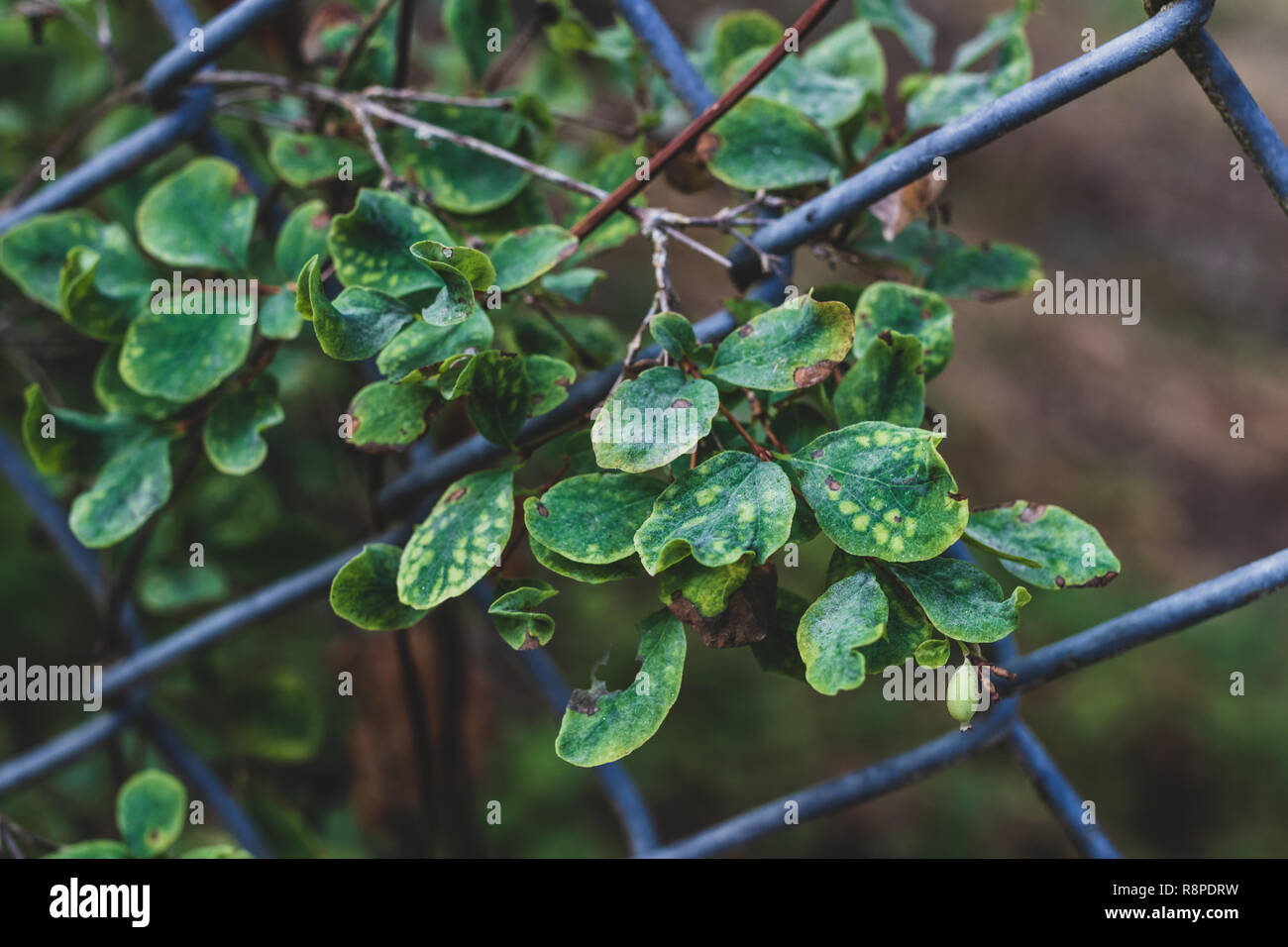 Green vivid leaves growing through a chain link fence Stock Photo - Alamy