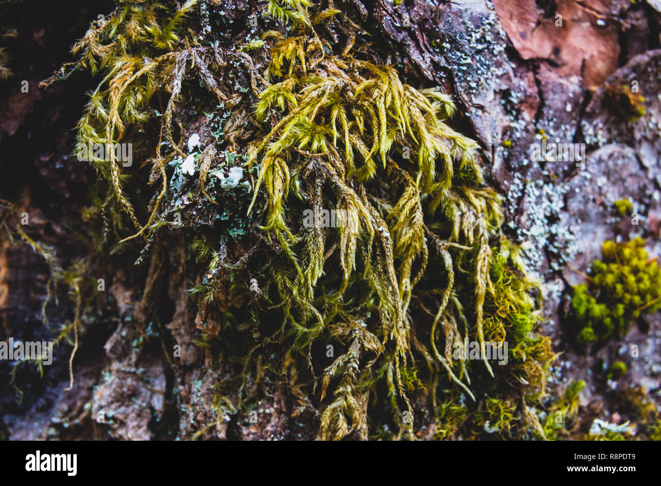 Worn tree bark hi-res stock photography and images - Alamy