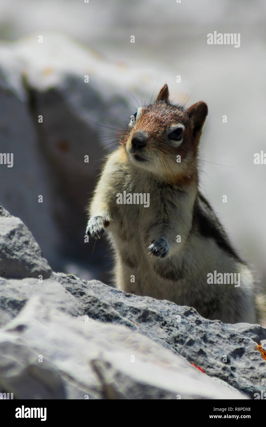 Running chipmunk hi-res stock photography and images - Alamy
