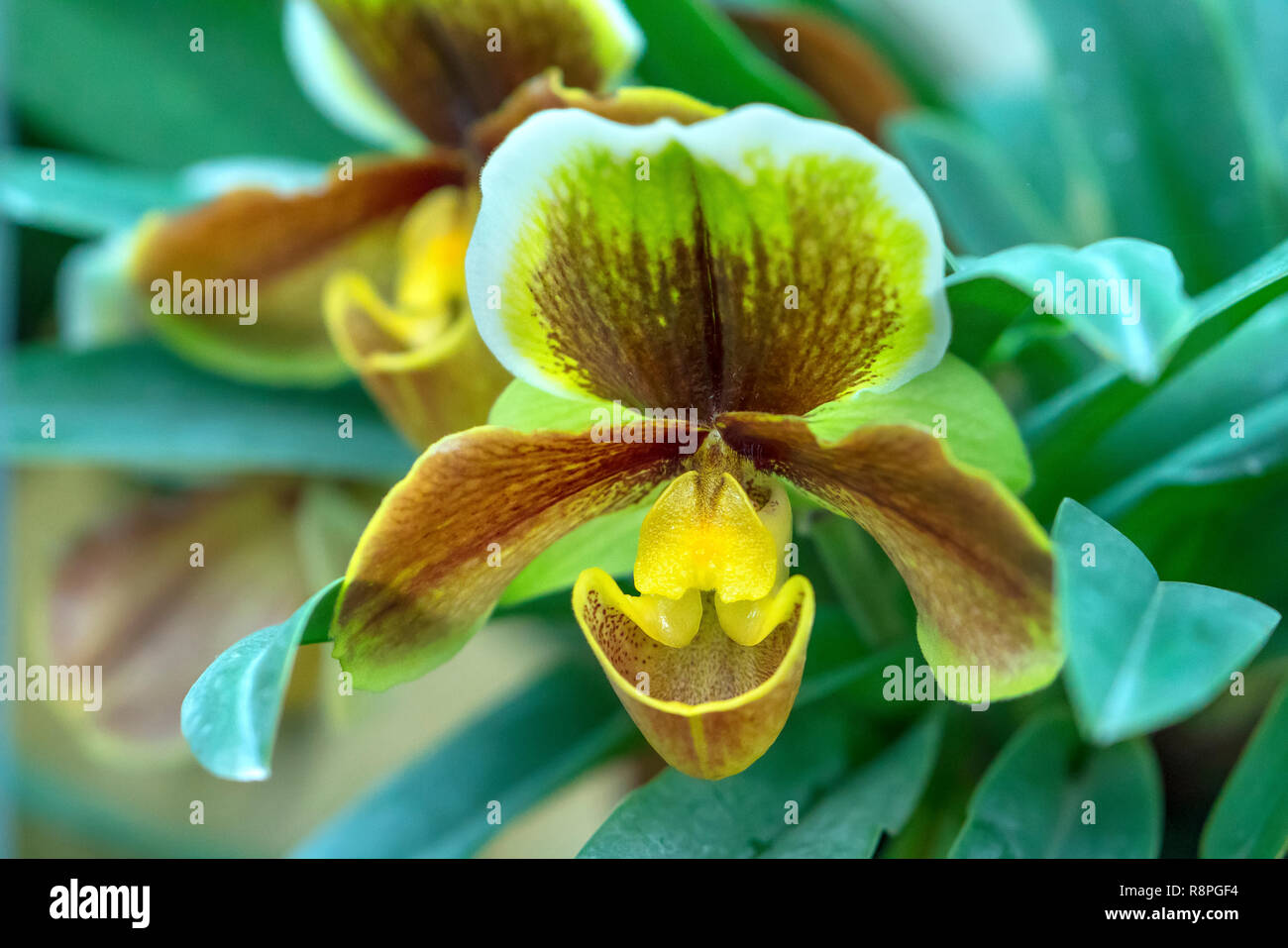 Wild lady slipper Orchid blooming beautiful, gentle aroma, pure ecstasy ...