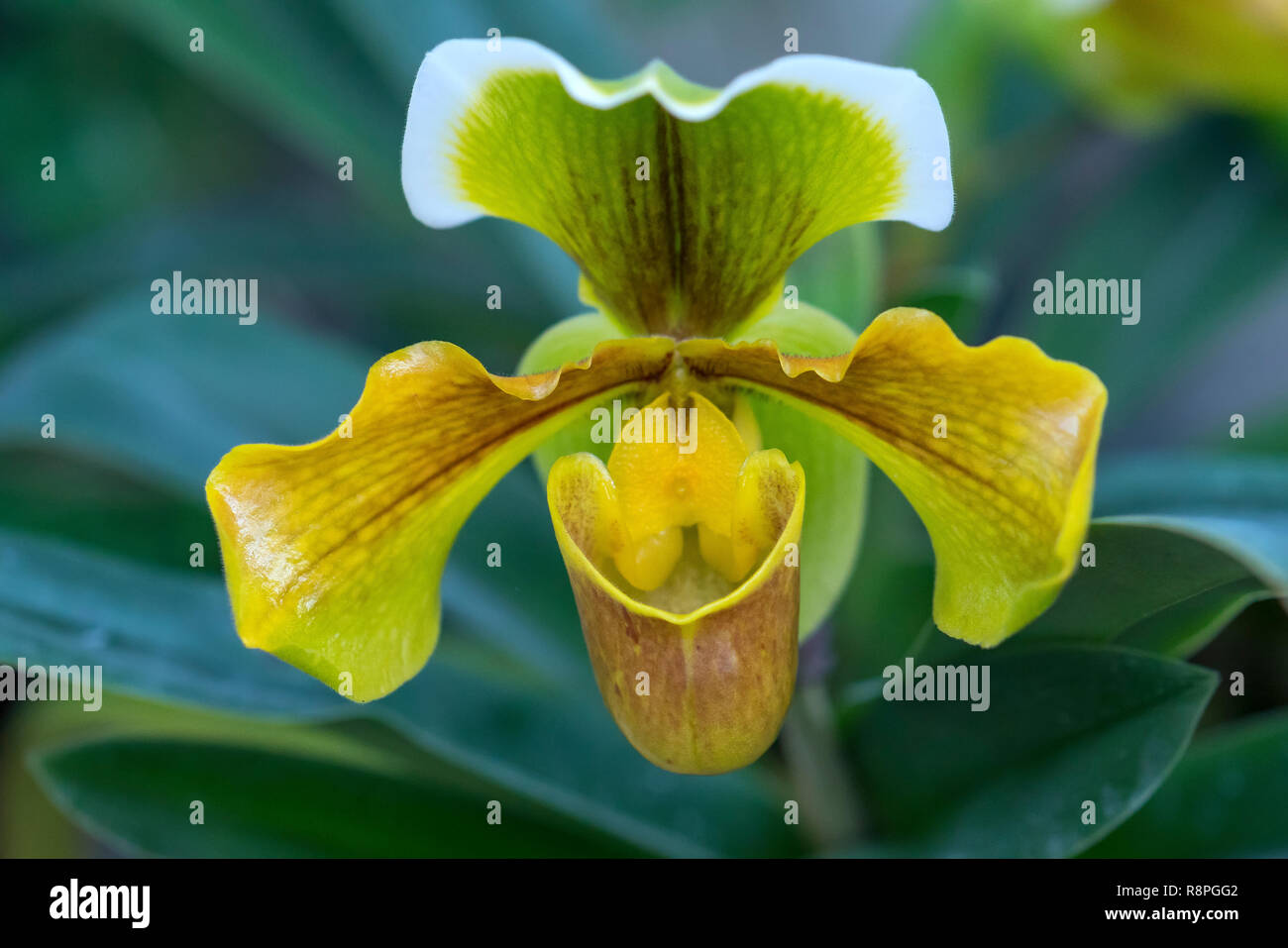 Wild lady slipper Orchid blooming beautiful, gentle aroma, pure ecstasy ...