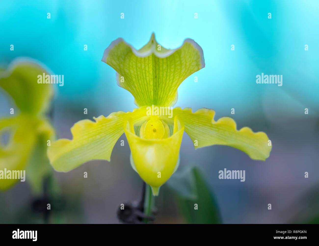 Wild lady slipper Orchid blooming beautiful, gentle aroma, pure ecstasy ...